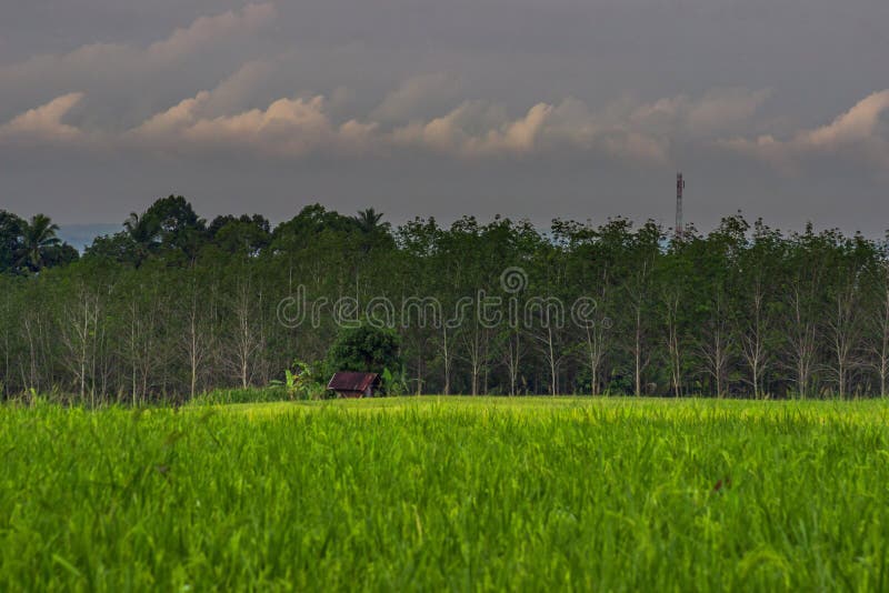 Large Green Rice Field with Green Rice Plants in Rows at Sunset Stock ...