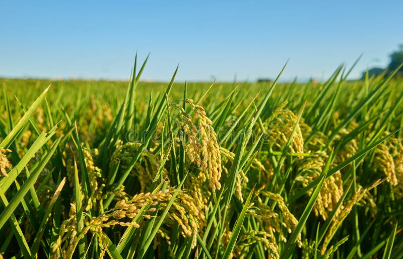 A Large Green Rice Field with Green Rice Plants in Rows in Valencia ...