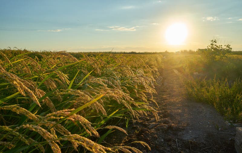A Large Green Rice Field with Green Rice Plants in Rows in Valencia ...