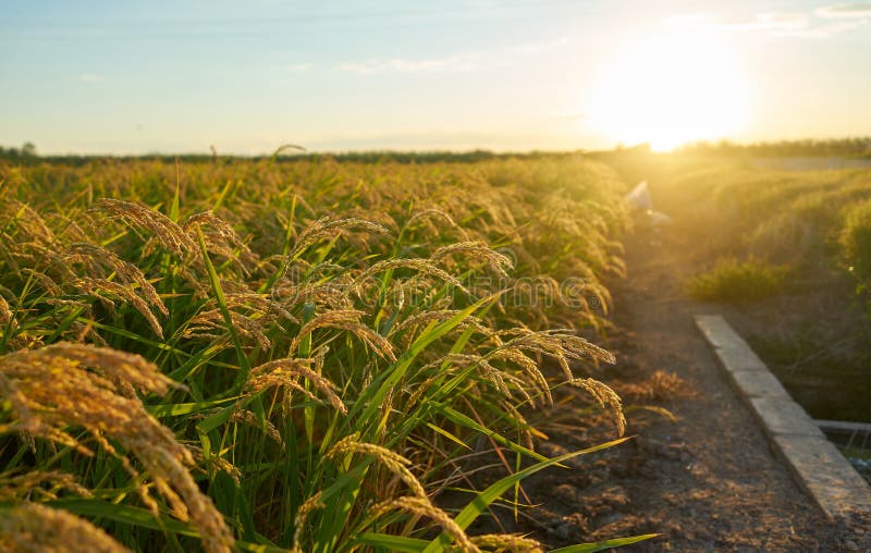 A Large Green Rice Field with Green Rice Plants in Rows in Valencia ...
