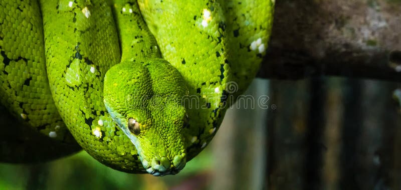 Large Green Snake is Coiled Around a Tree Branch Stock Photo - Image of ...