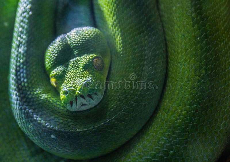 Large Green Snake Coiled Up and Sleeping Stock Image - Image of reptile ...