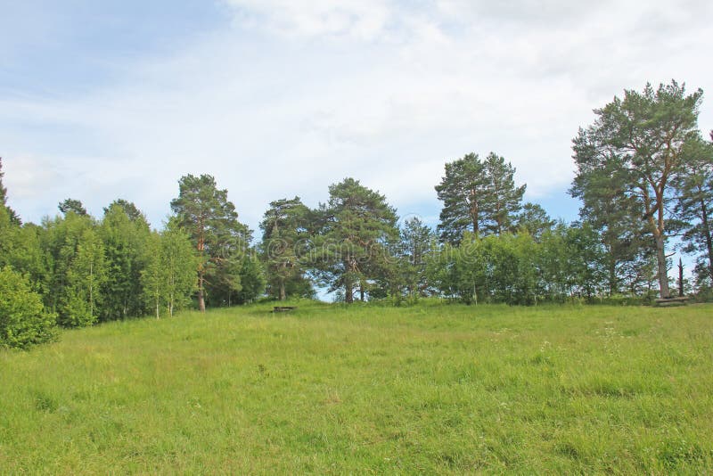 A Large Green Summer Field and Tall Pine Trees. Russia Stock Photo ...