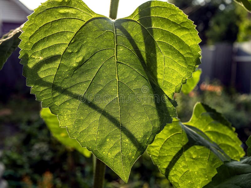 Large Green Sunflower Leaf through the Sun, Macro Stock Photo - Image ...