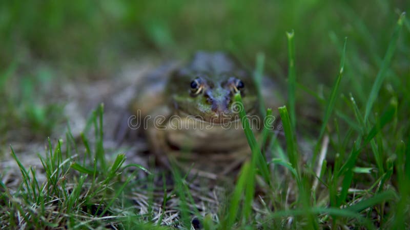 A Large Green Toad Sits on the Grass Stock Footage - Video of outdoor ...
