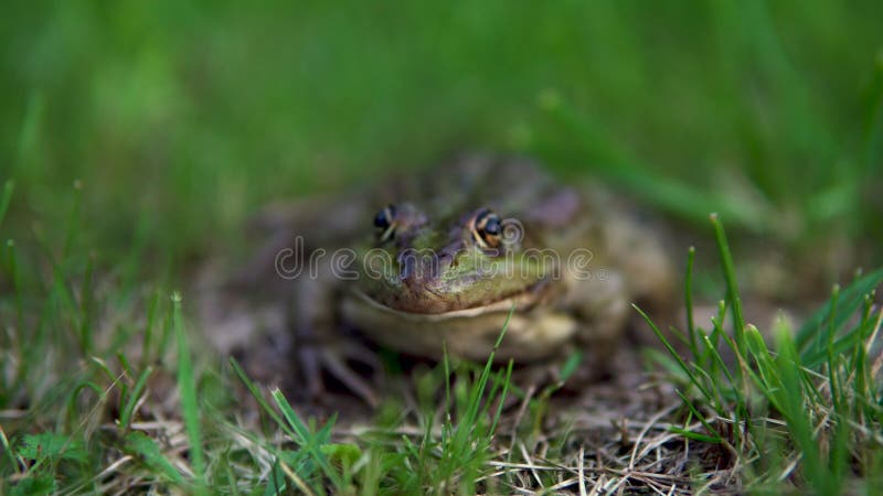 A Large Green Toad Sits on the Grass Stock Photo - Image of glade ...