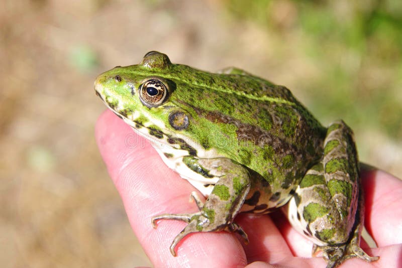 A Large Green Toad Sits on the Palm. Stock Photo - Image of pond ...