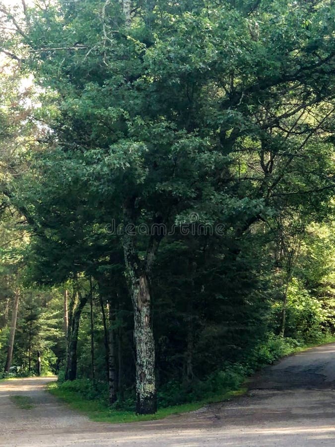 Large Green Tree between Two Roads Stock Photo - Image of green ...