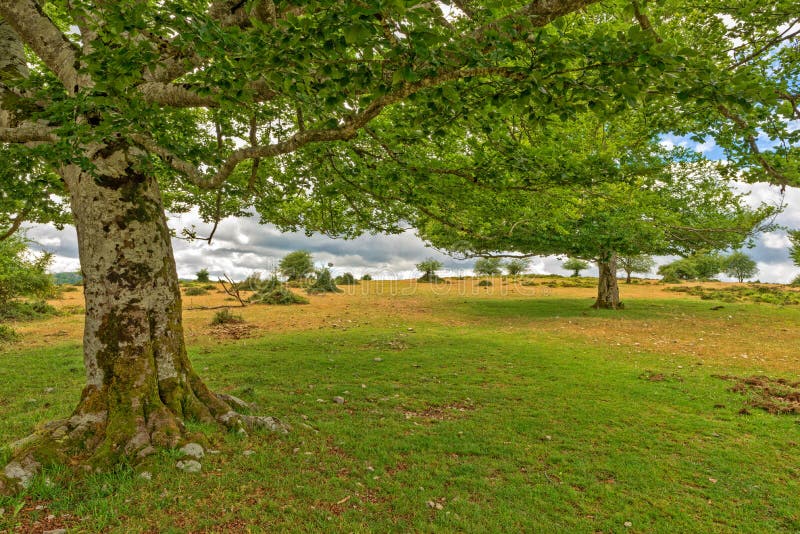 A Large Green Tree in the Field Stock Image - Image of countryside ...