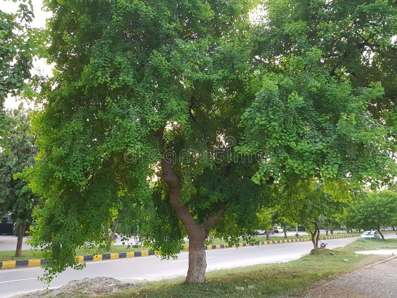 Large Green Tree in Park Area Best Stock Photo - Image of area, autumn ...