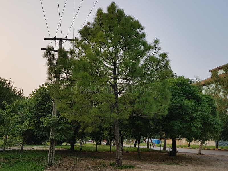 Large Green Tree in Park Area Best Stock Photo - Image of area, autumn ...