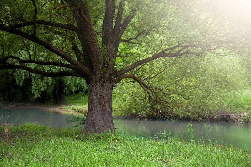 A Large Green Tree on the River Bank. Spring. Summer. Stock Photo ...