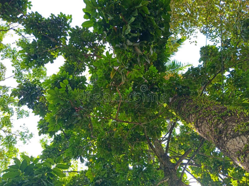 Large Green Tree Seen from Below Stock Photo - Image of jungle, growth ...