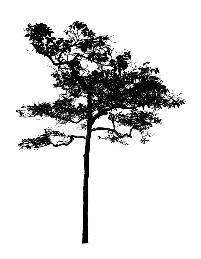 Black Shadows, Large Trees that are Completely Isolated on a White ...