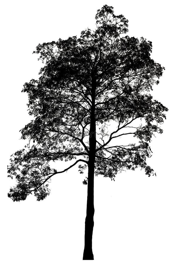 Black Shadows, Large Trees that are Completely Isolated on a White ...