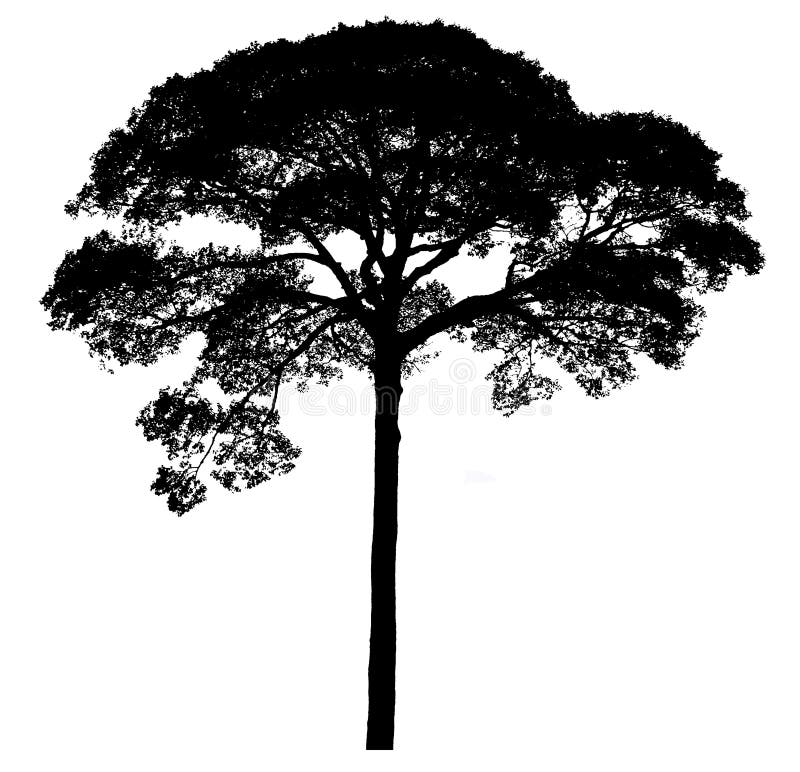 Black Shadows, Large Trees that are Completely Isolated on a White ...