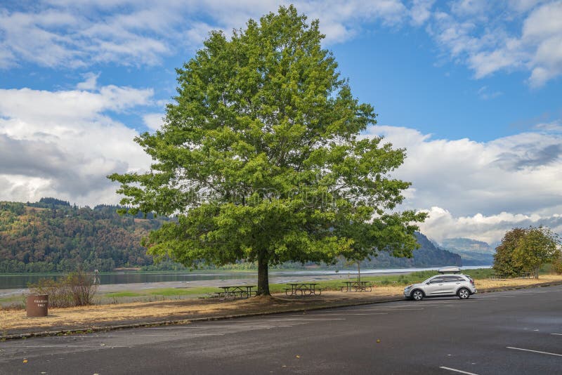 Large Green Tree in a State Park Oregon State Stock Photo - Image of ...