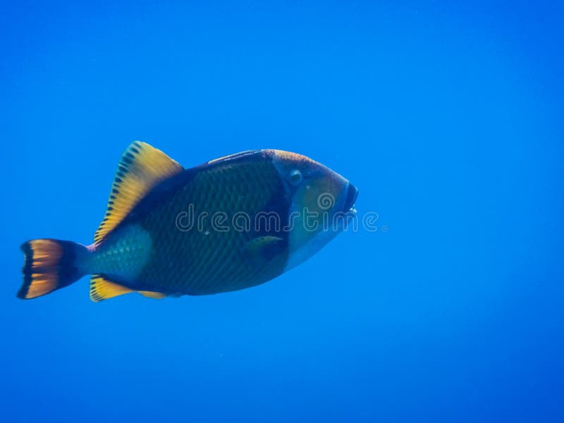 Large Green Triggerfish in Deep Blue Water during Diving Stock Image ...