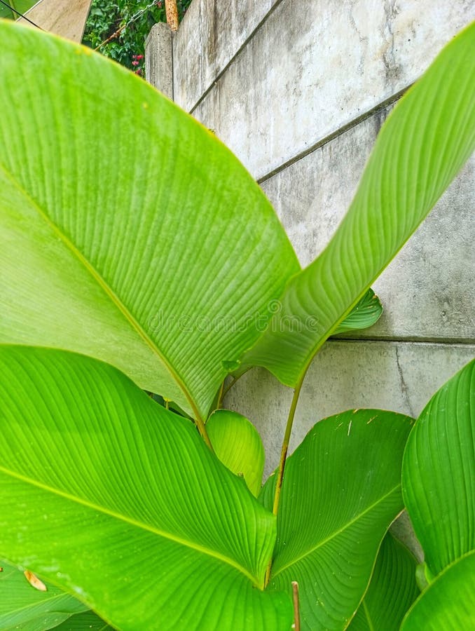 A Large, Green Tree with Sprawling Branches Stands Tall. Its Leaves are ...