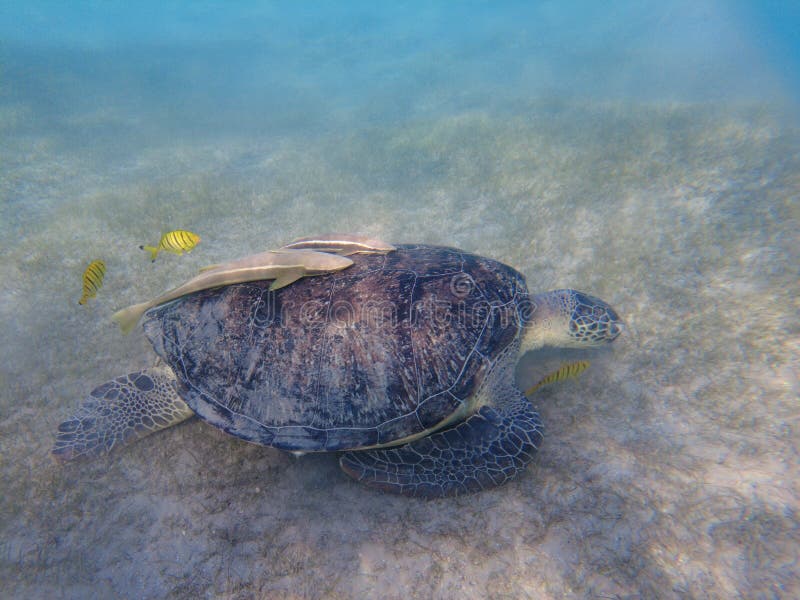 Large Green Turtle Underwater. the Old Green Turtle Feeds Underwater ...