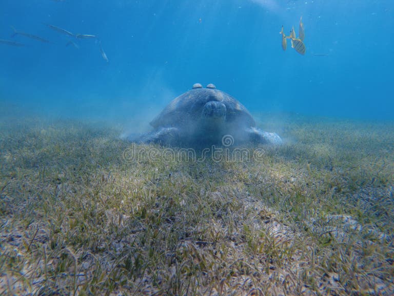 Large Green Turtle Underwater. the Old Green Turtle Feeds Underwater ...