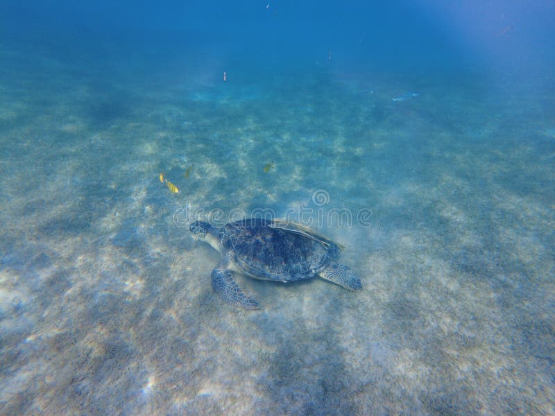 Large Green Turtle Underwater. the Old Green Turtle Feeds Underwater ...