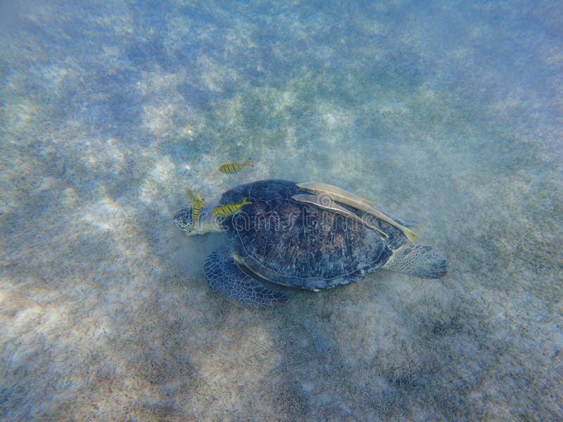 Large Green Turtle Underwater. the Old Green Turtle Feeds Underwater ...
