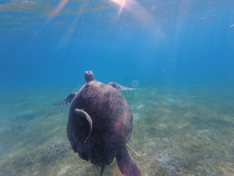 Large Green Turtle Underwater. the Old Green Turtle Feeds Underwater ...
