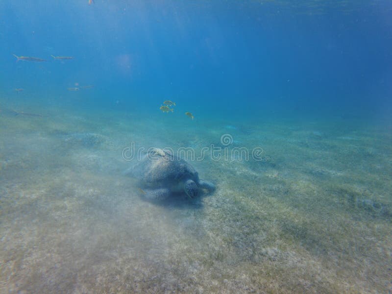 Large Green Turtle Underwater. the Old Green Turtle Feeds Underwater ...