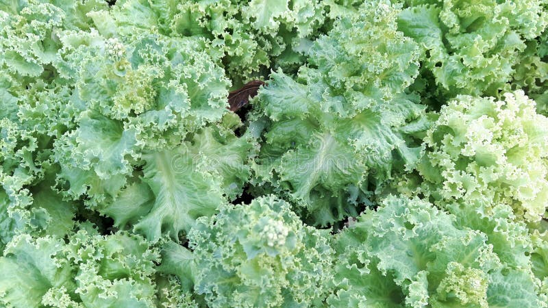 Large Green Vegetables, Full Frame. Stock Photo - Image of foliage ...