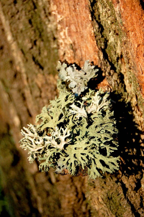 Large Green and White Moss Growing on the Bark of a Tree Stock Image ...