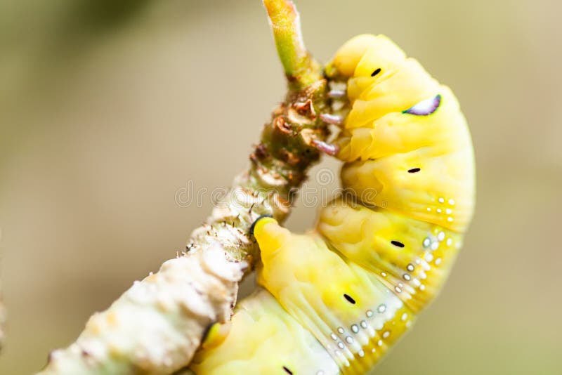 A Large Green Worm on the Tree Stock Photo - Image of pathology, leaf ...