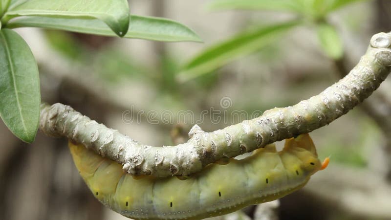 A Large Green Worm on the Tree Stock Video - Video of tree, concept ...