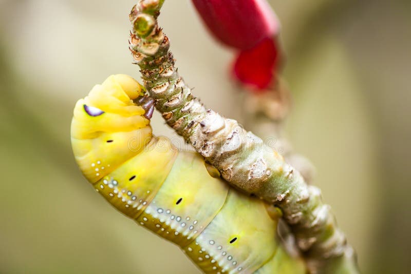 A Large Green Worm on the Tree Stock Image - Image of flower, worm ...