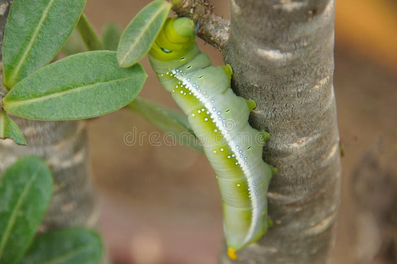 A Large Green Worm on a Tree Stock Image - Image of green, large: 158566449