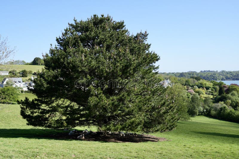A Large Green Yew Tree in the Devon Countryside with Sheep Underneath ...