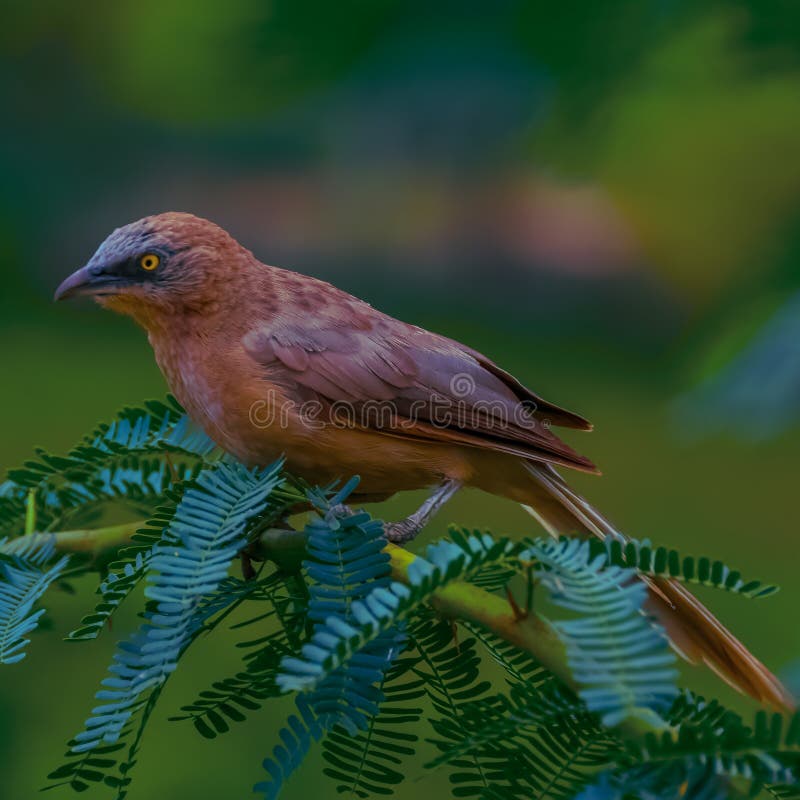 The large grey babler Bird stock image. Image of sparrow - 267197349