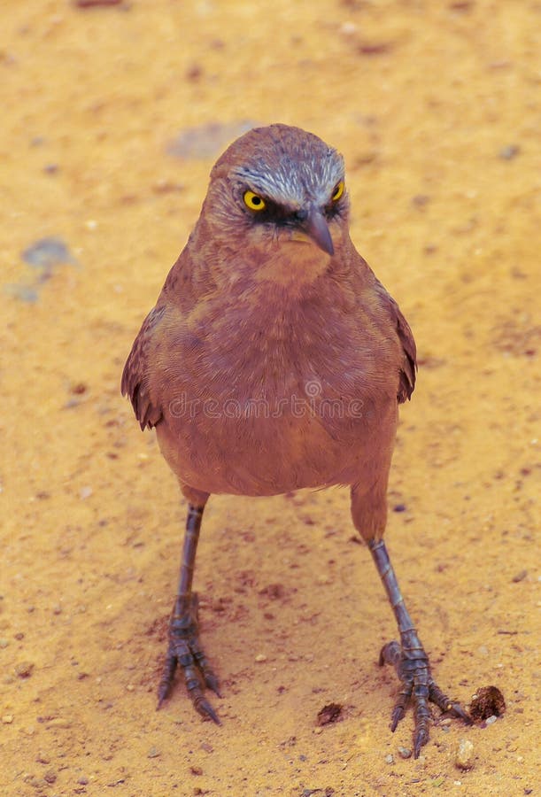 The large grey babler Bird stock photo. Image of babler - 267197764