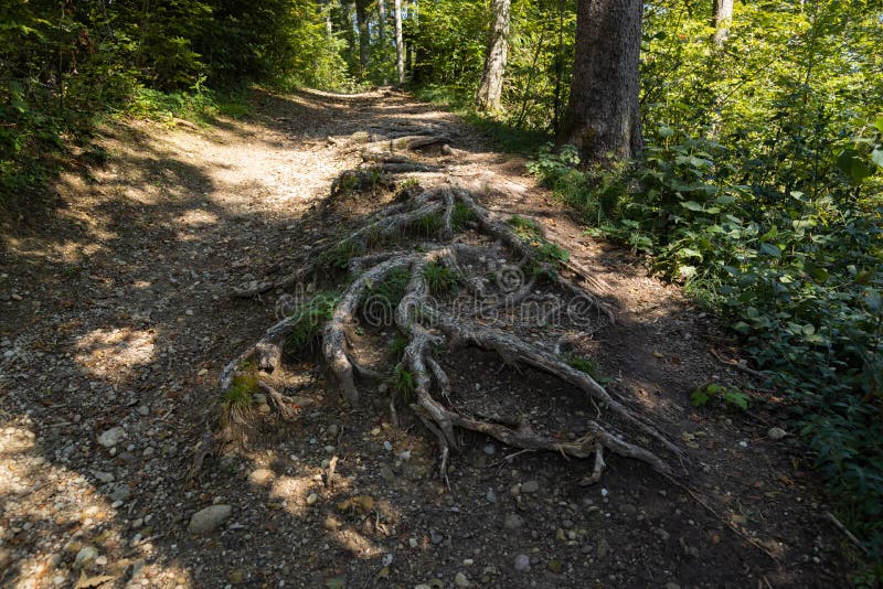 Large Grey-black Tree Root Growing Out of the Brown Forest Floor, with ...