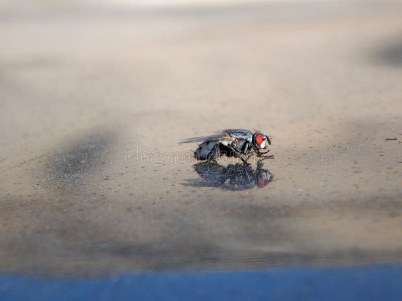 Large grey fly stock photo. Image of zoology, itch, sitting - 359107170