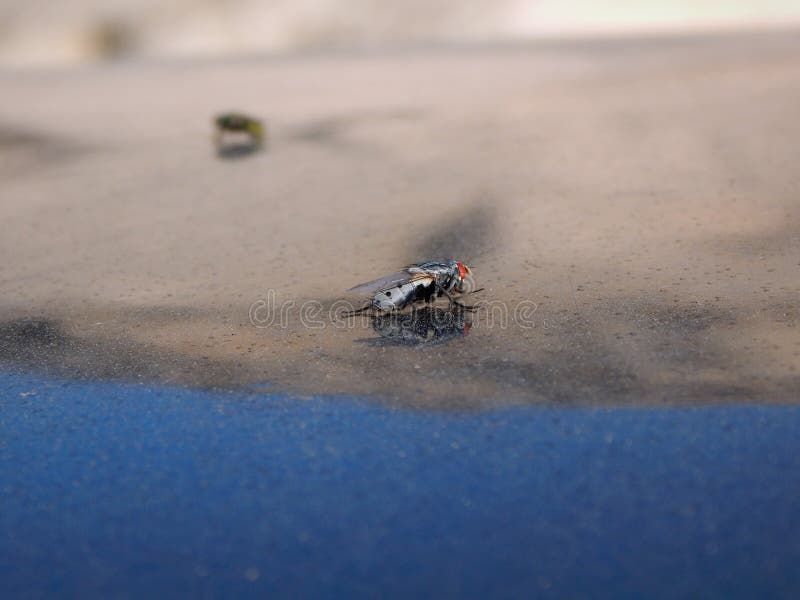 Large grey fly stock image. Image of zoology, macro - 354805795