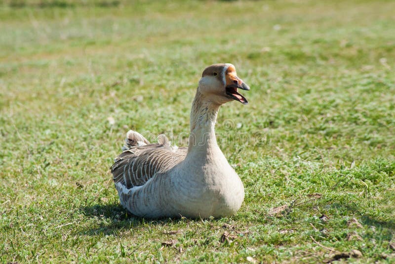 A large grey goose stock image. Image of birds, feather - 179607699
