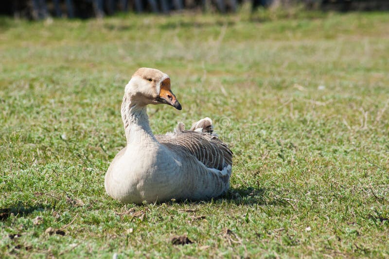 A large grey goose stock photo. Image of birds, gander - 179607822