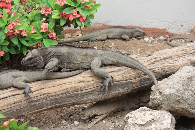 Large Iguanas Relax in the Garden Stock Photo - Image of brown, iguana ...