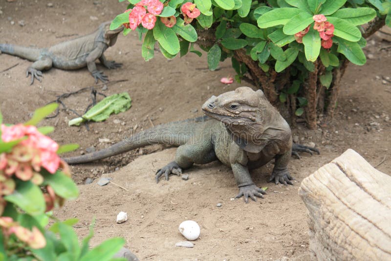Large Iguanas Relax in the Garden Stock Image - Image of life, animal ...