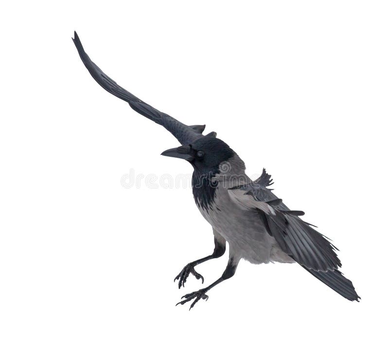 Large Grey Isolated Flying Crow Stock Image - Image of animals ...
