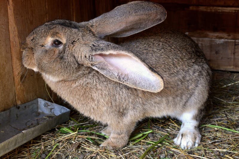 Large Grey Rabbit with Long Ears Stock Photo - Image of background ...