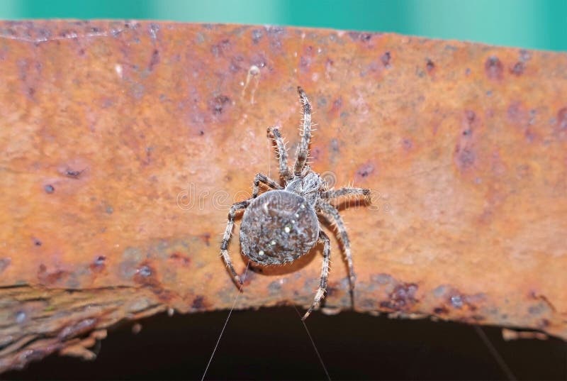 A large grey spider stock photo. Image of animal, grey - 164811960