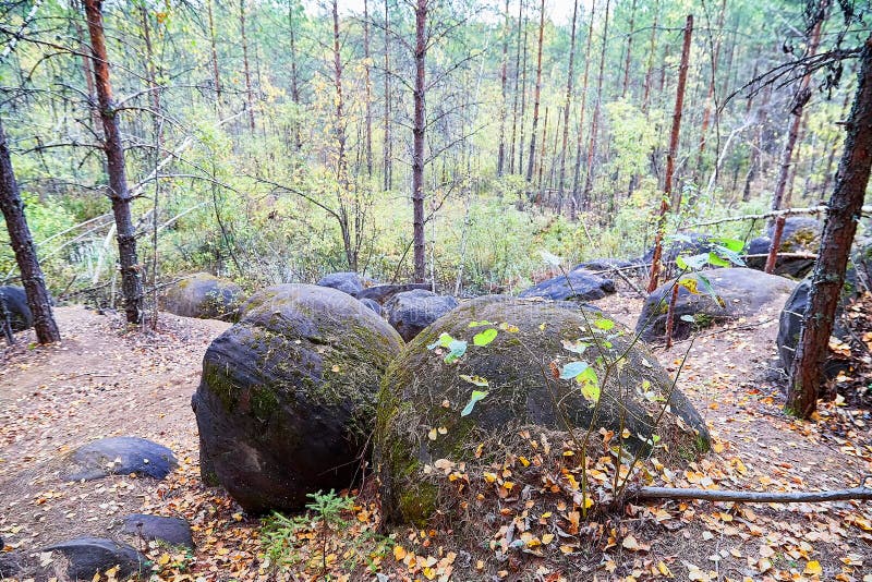 Large Grey Stone Boulders in the Forest among Tree Trunks in Autumn ...