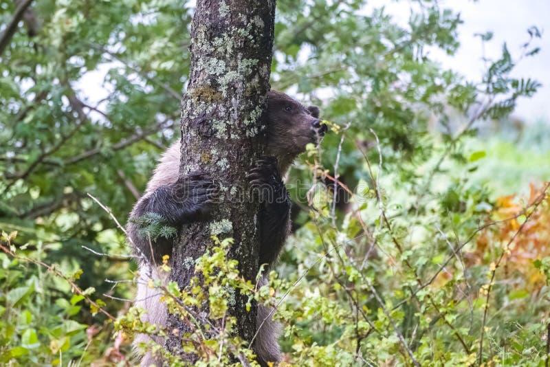 Large Grizzly Bear Clinging Onto a Tree in a Forest Stock Photo - Image ...
